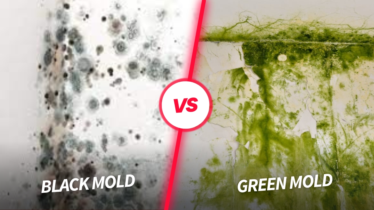 Black Mold vs. Green Mold: Ultimate Guide to Key Differences and Risks