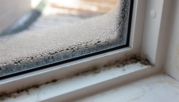 Winter Mold Myths Debunked: Can Cold Weather Kill Mold? - PuroClean of ...
