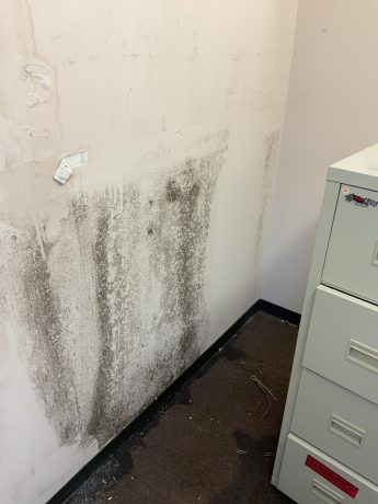 Understanding Mold Regulations in Texas: What Homeowners and Businesses ...