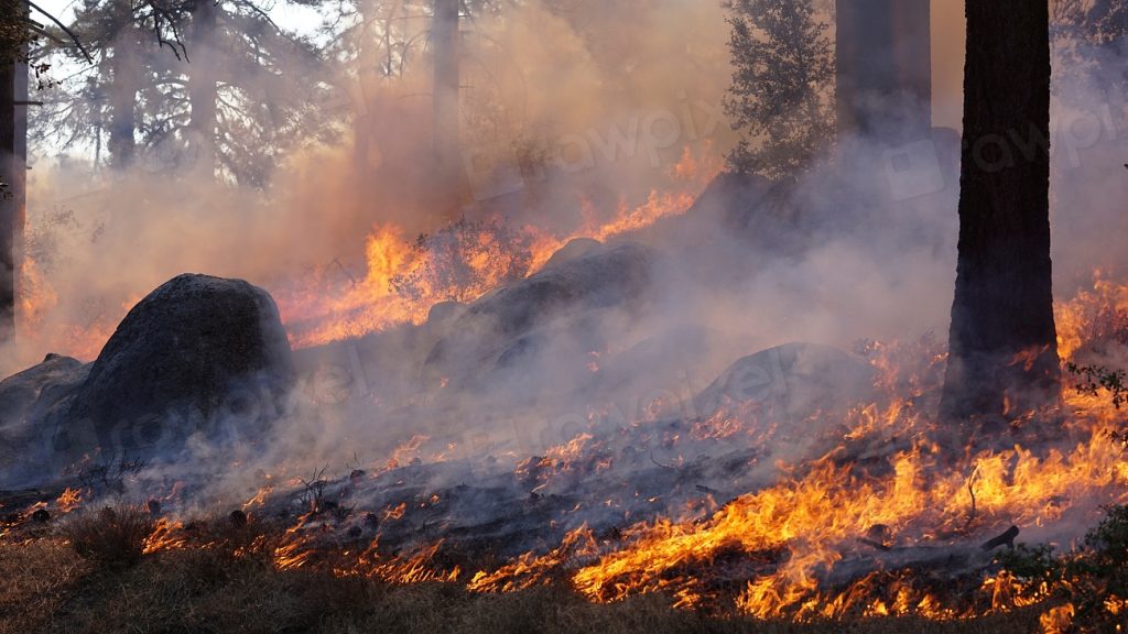 WILDFIRE DO’S AND DON’TS HERE IS WHAT YOU NEED TO KNOW - PuroClean of ...