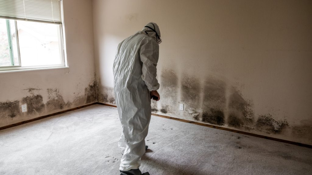 How to Spot and Fix Mold Damage Before It Spreads