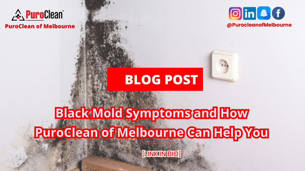 Black Mold Symptoms and How PuroClean of Melbourne Can Help You ...