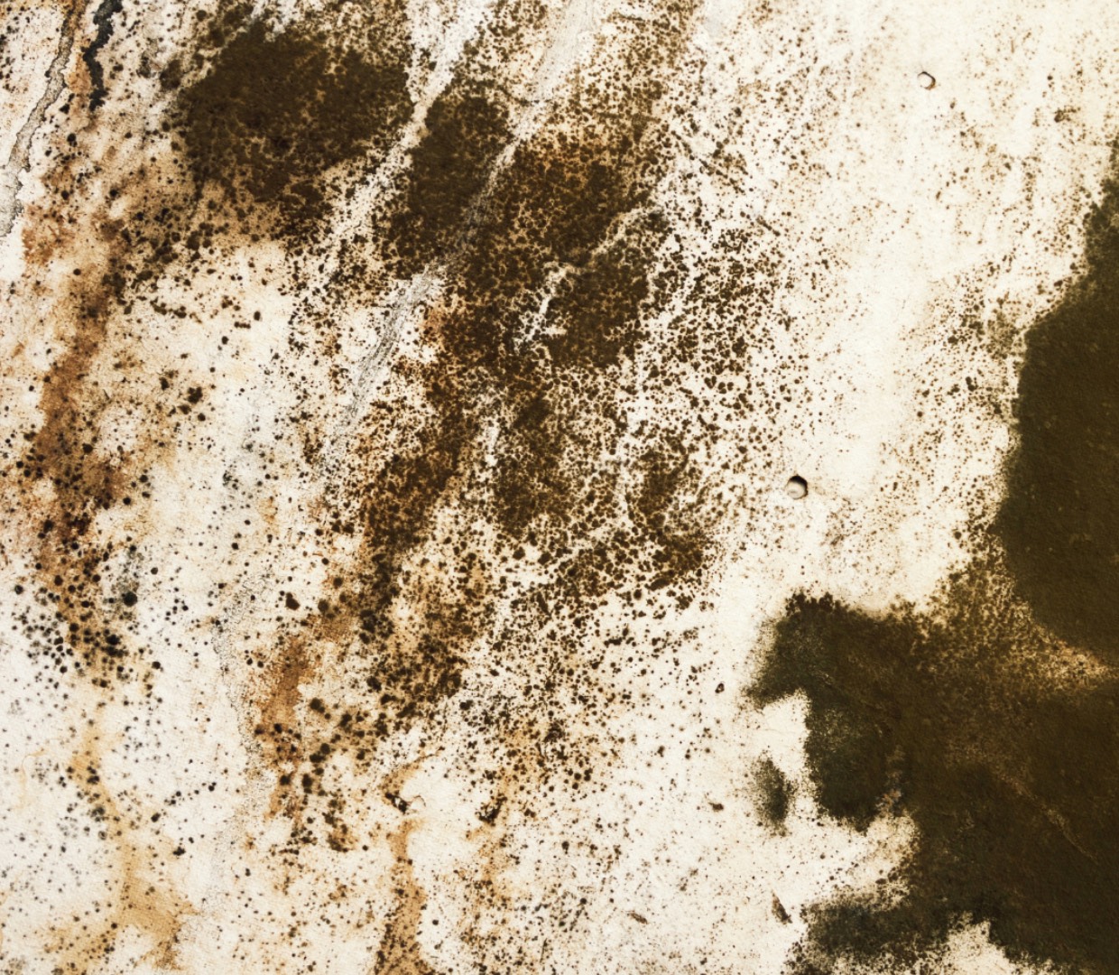 Hidden Costs of Mold Damage: How Early Detection Saves Money ...