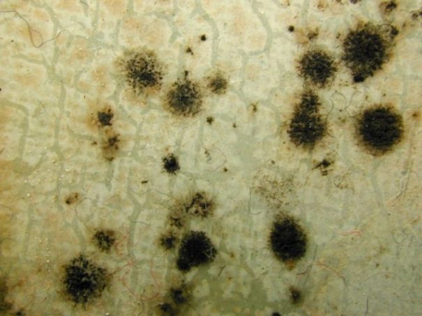 Types of Mold & How to Identify Them