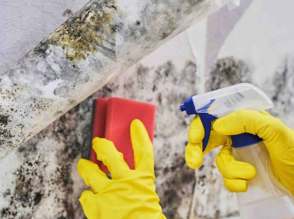 Black Mold Exposure: What You Need to Know About Symptoms and Treatment