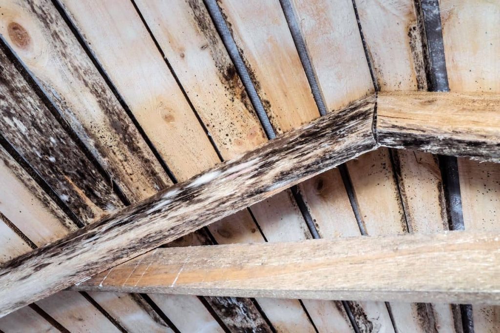 How to Remove Mold from Wood: An Informative Guide