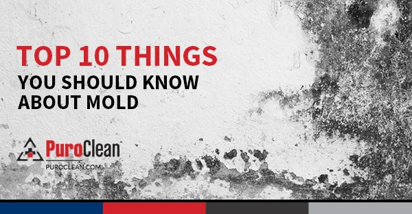 Top 10 Things You Should Know about Mold - PuroClean Home Office