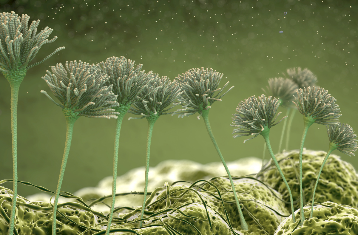 Mold in Shower: How to Get Rid of Mold in Shower - PuroClean HQ